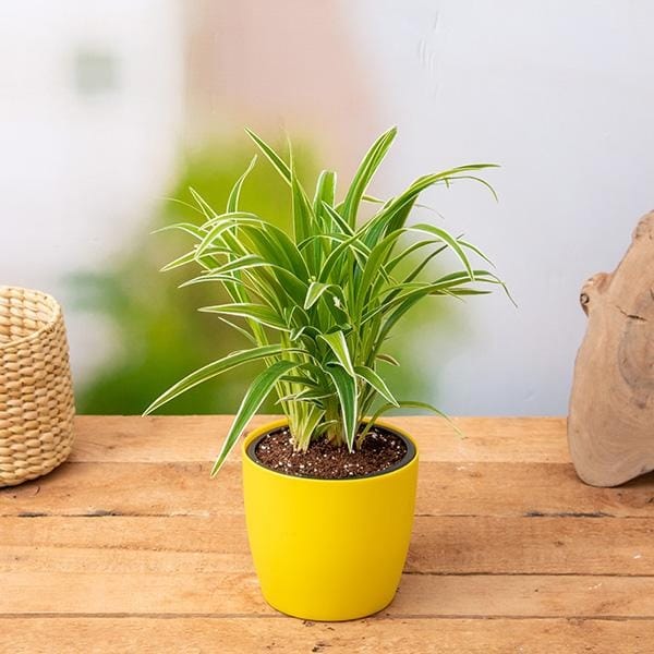How to Care for Kyari Plants at Home - growupplant