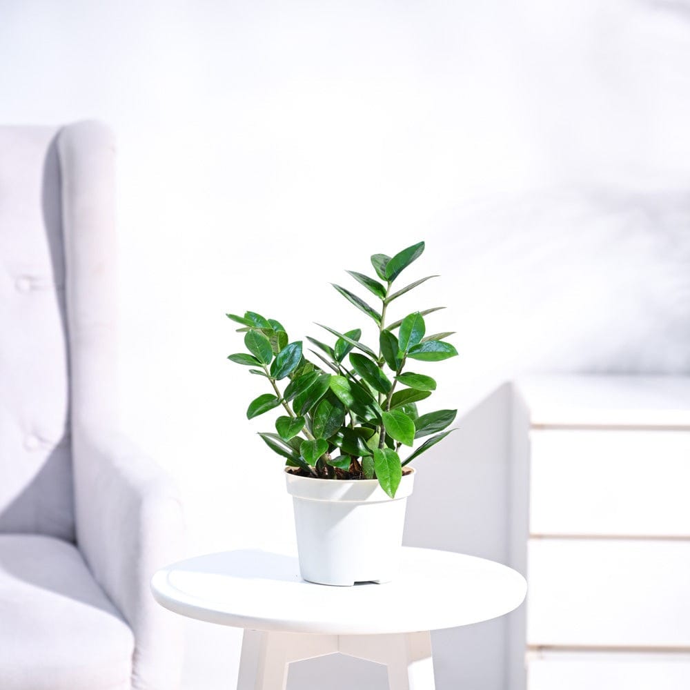 How to Care for Kyari Plants at Home - growupplant