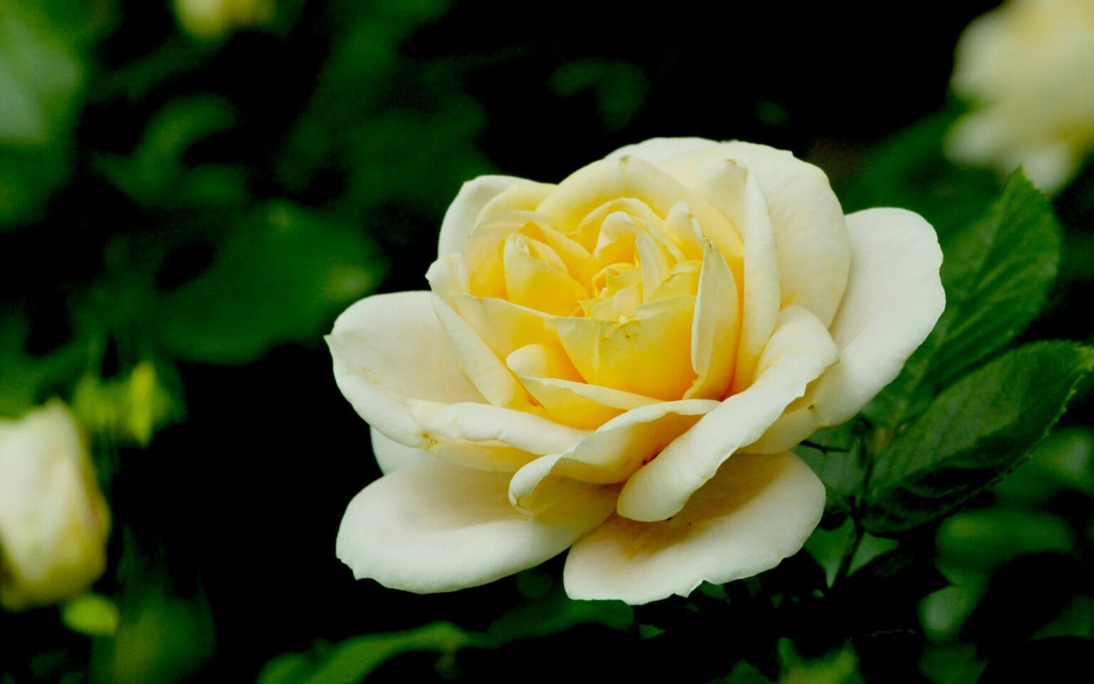How to Care for Kyari Plants at Home - growupplant