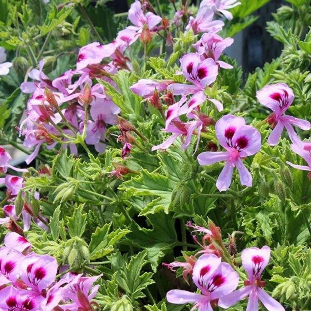How to Grow and Care for Citronella Plant - growupplant