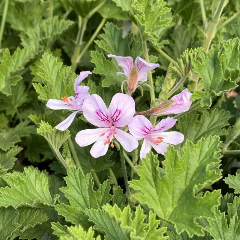 How to Grow and Care for Citronella Plant - growupplant