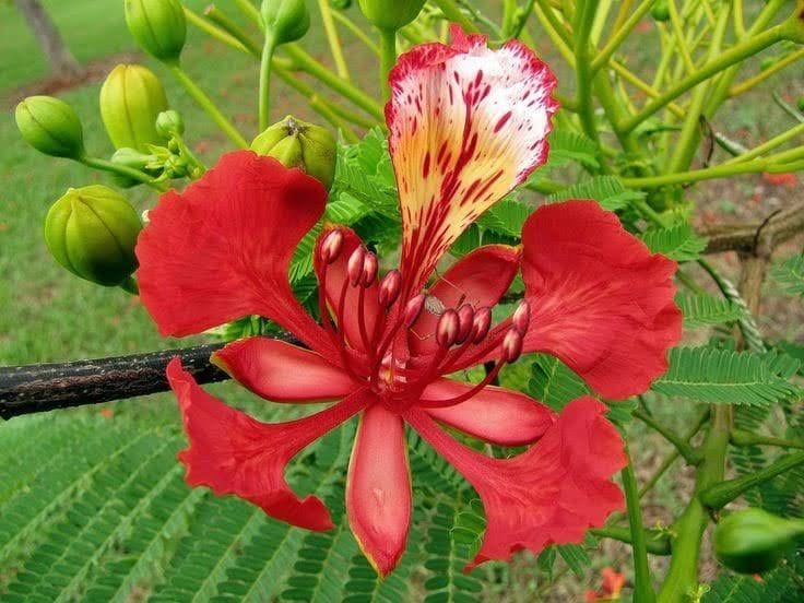 Gulmohar Plant Care Guide: Growing, Benefits, and Flowering Tips ...